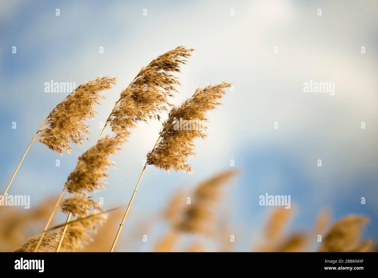 Reeds in the blowing wind, nature background with copy space Stock ...
