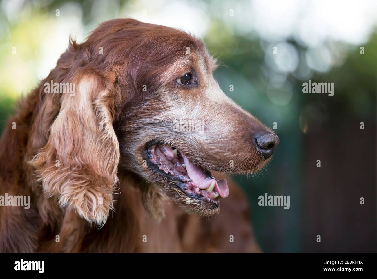Irish setter smile hi-res stock photography and images - Alamy