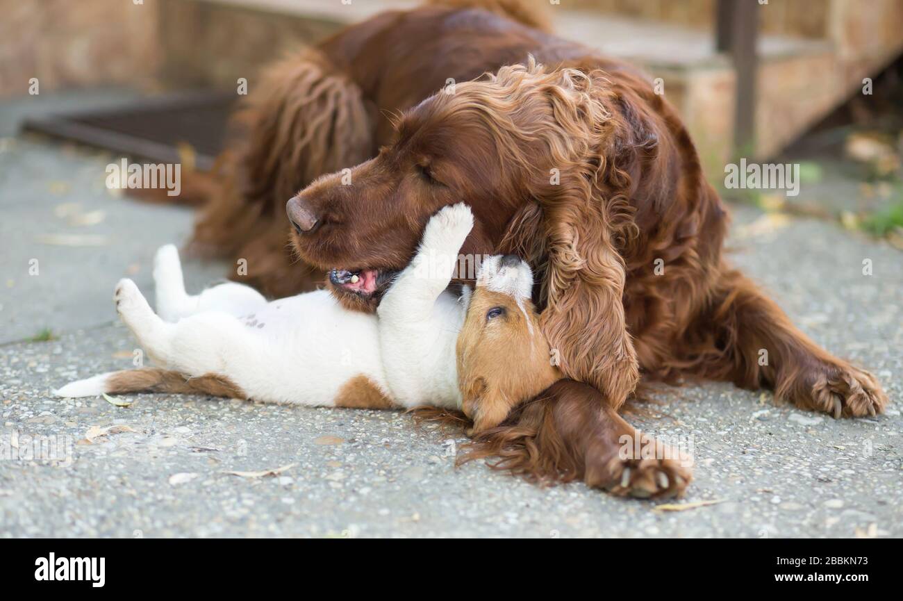Happy puppy jack russell pet dog playing with his irish setter friend ...