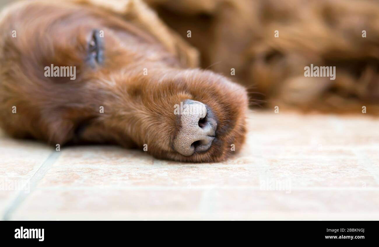 Indoor lazy lie hi-res stock photography and images - Alamy