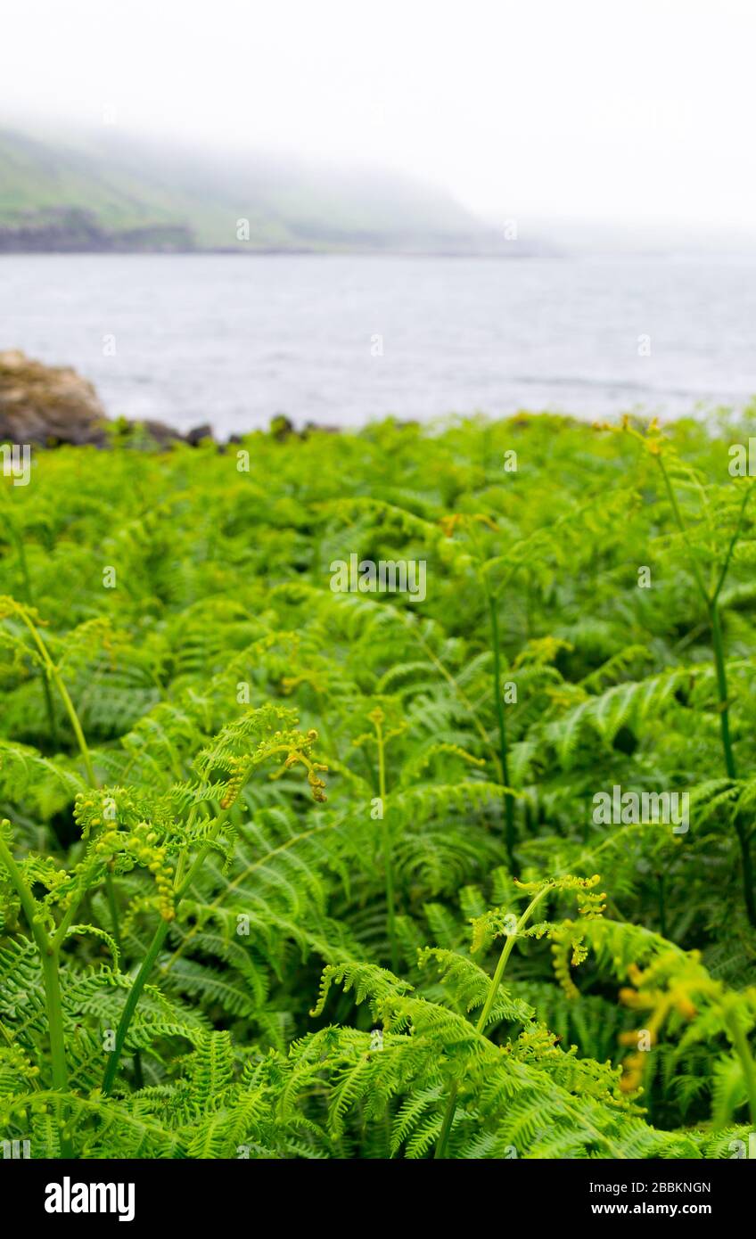 Landscape view at Calgary beach, wild green vegetation in front of the ...