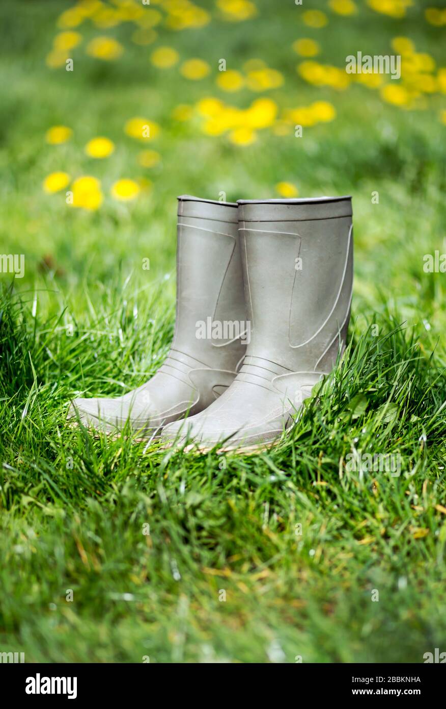 Summer gardening, green rubber boots and yellow flowers in the grass ...