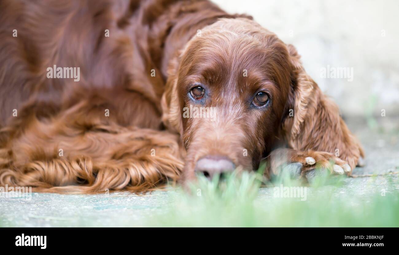 Thinking irish setter dog resting on the ground, web banner idea Stock ...