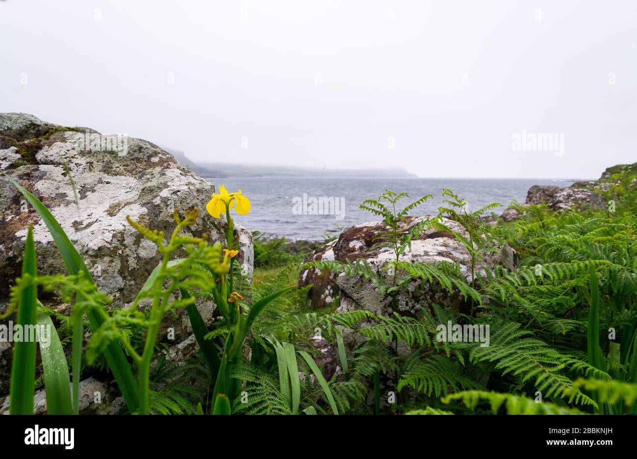Landscape view at Calgary beach, wild green vegetation in front of the ...