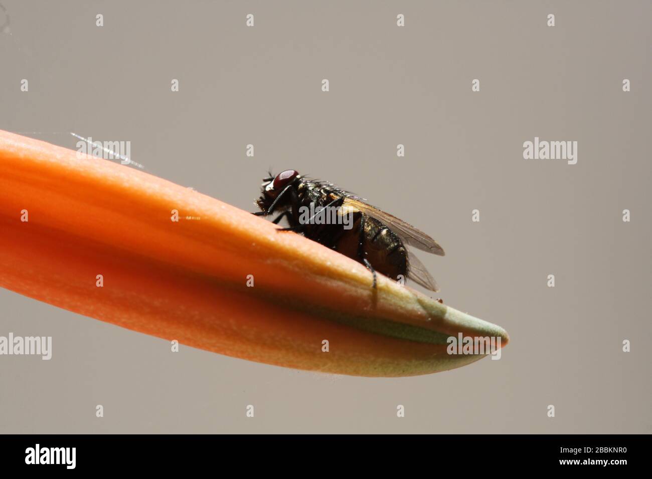 Neufluegler hi-res stock photography and images - Alamy