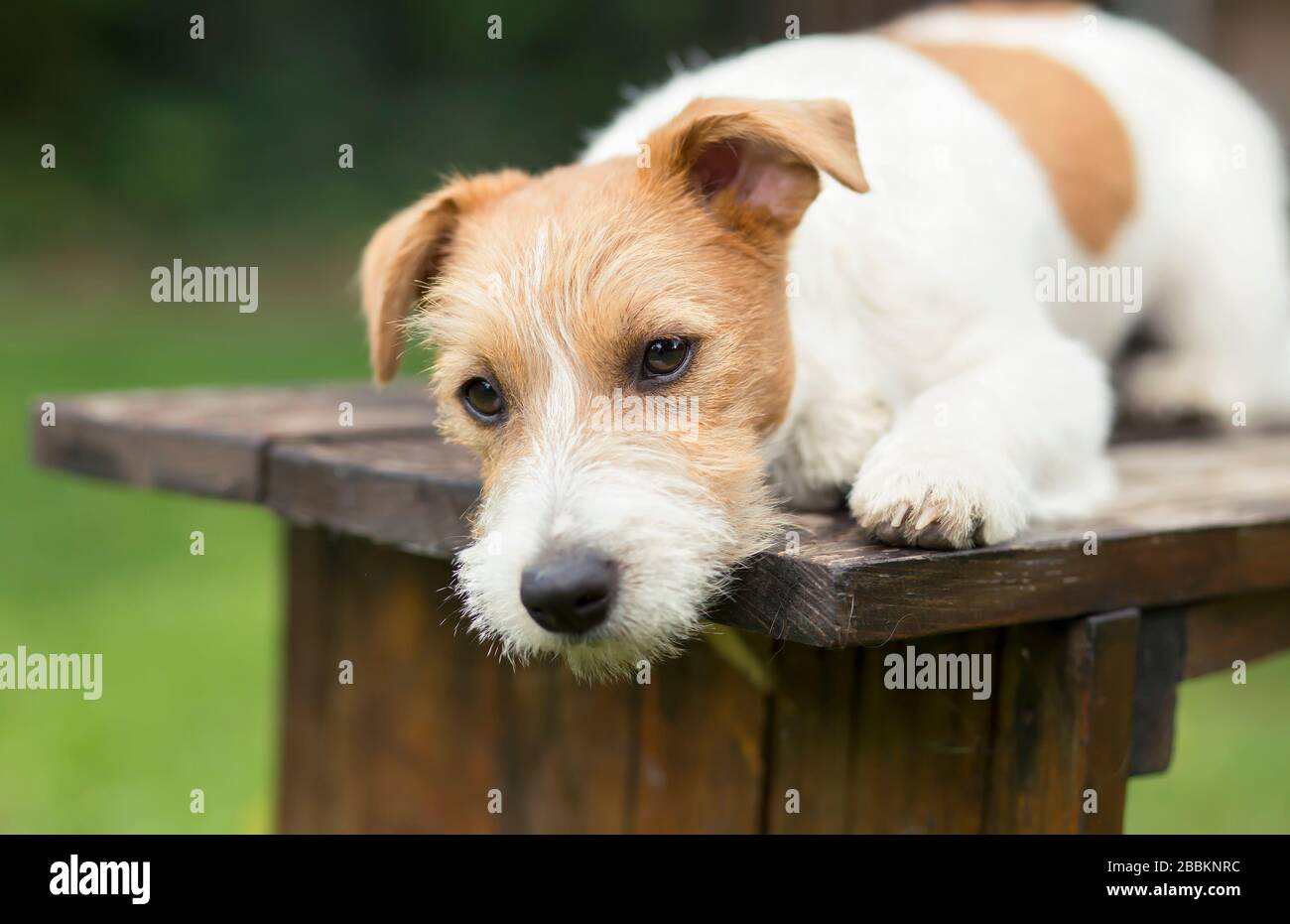 Cute lazy thinking pet dog resting on a wooden bench Stock Photo - Alamy