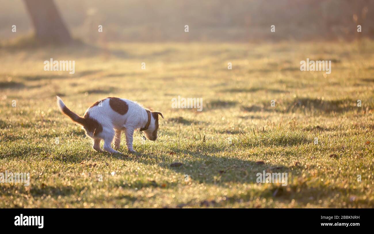 Banner of cute dog puppy as doing his toilet, pooping in the grass ...