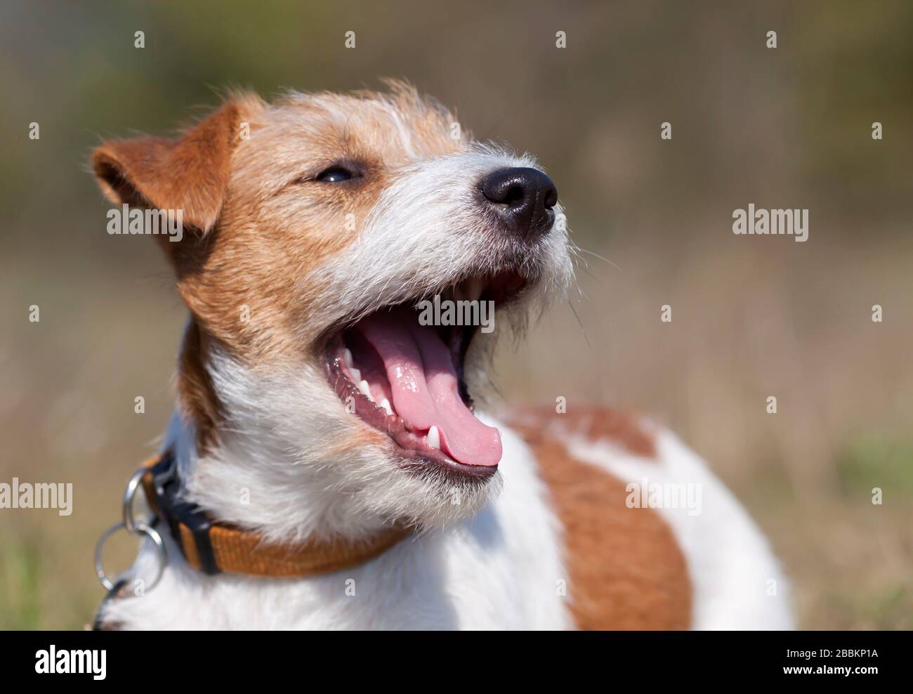 Funny happy jack russel pet dog laughing Stock Photo - Alamy