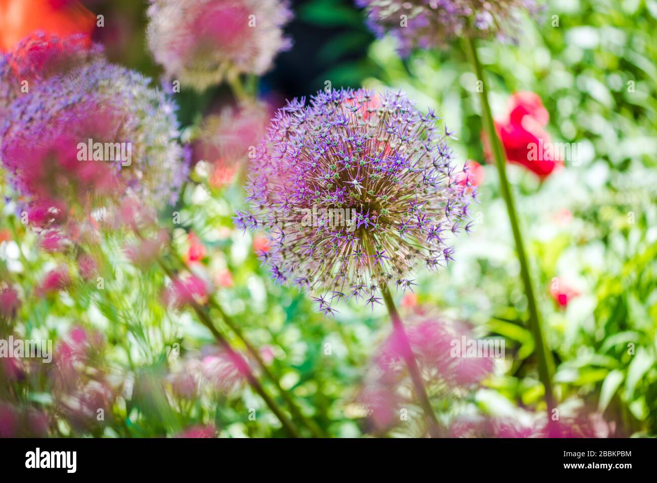 Allium hybrida hi-res stock photography and images - Alamy