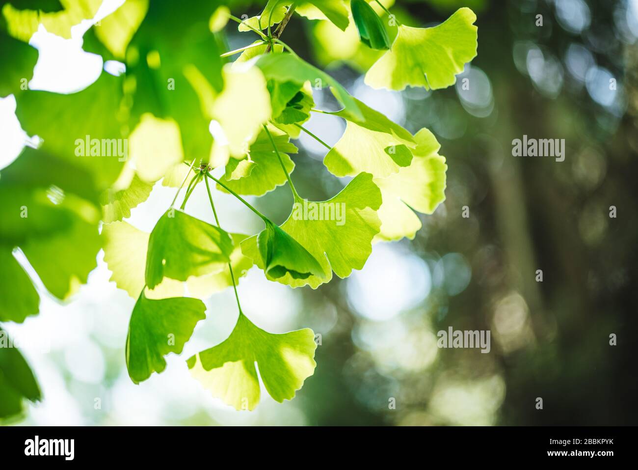 Gingko biloba tree hi-res stock photography and images - Alamy