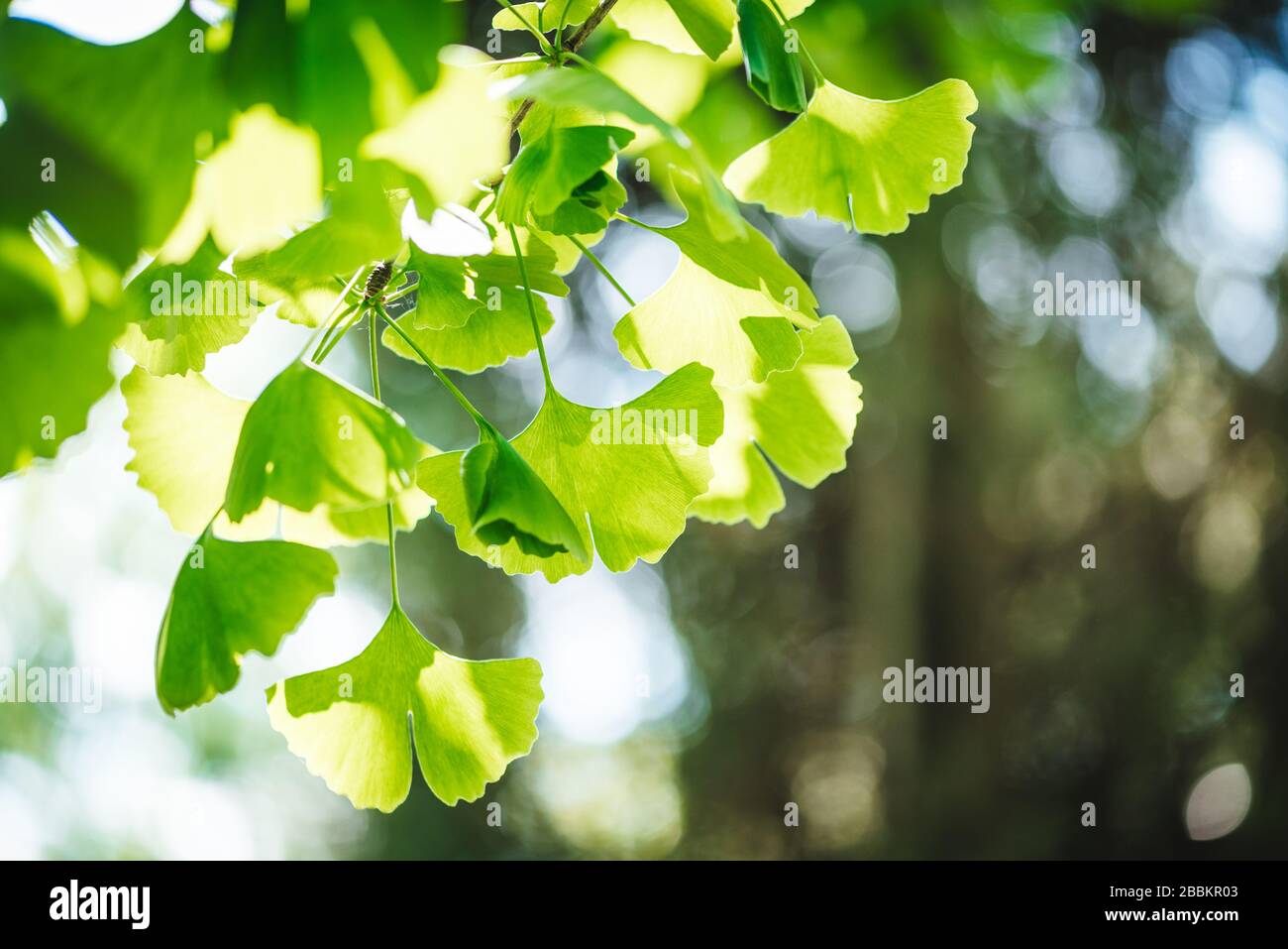 ingko biloba tree leaves close up Stock Photo - Alamy
