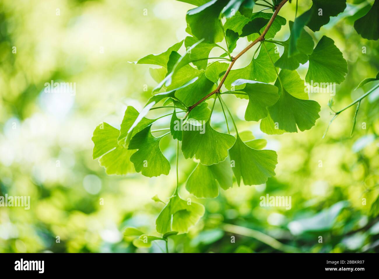 ingko biloba tree leaves close up Stock Photo - Alamy
