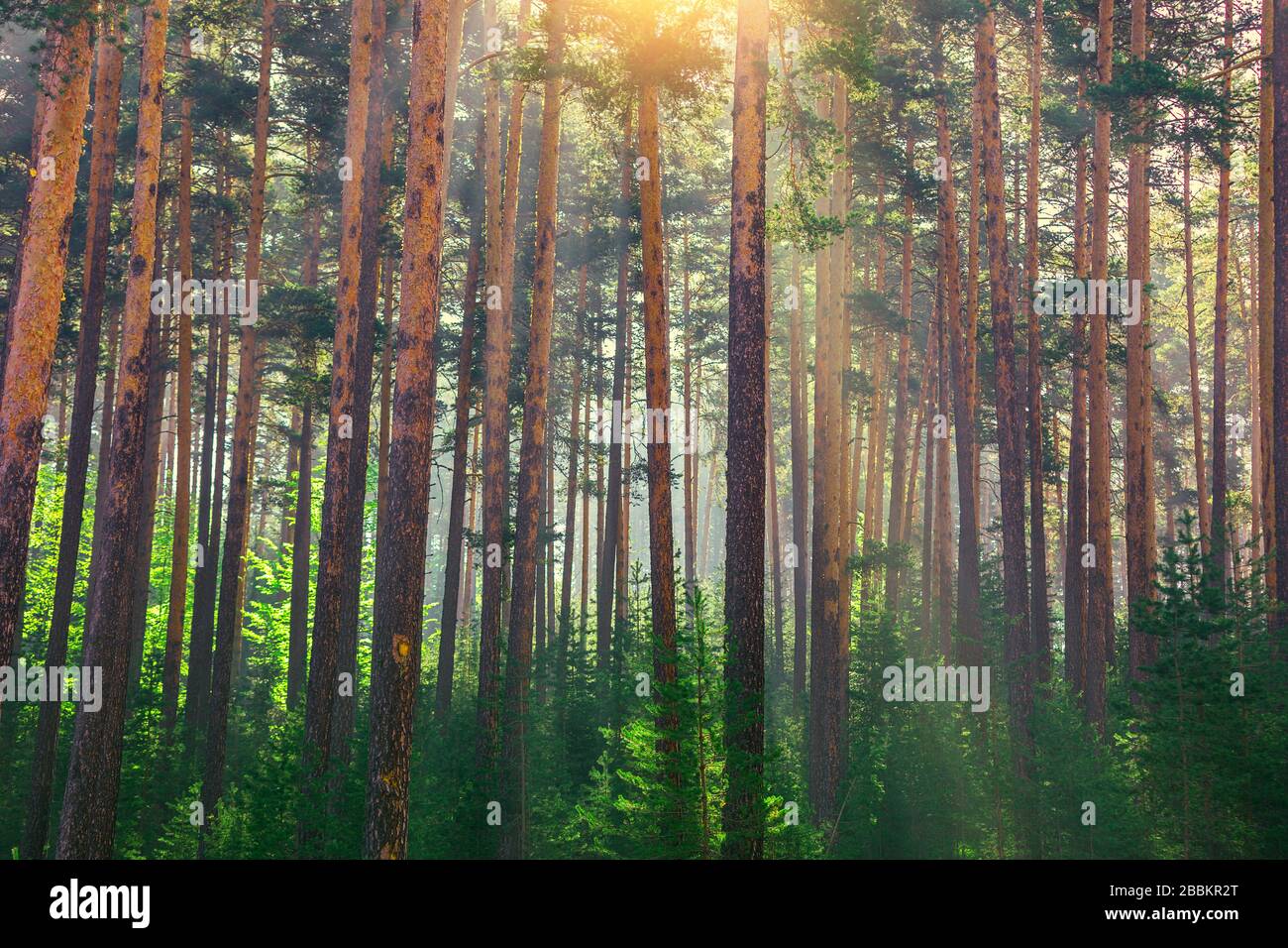Tree in forest with sunlight. The sun rays through branches of trees ...