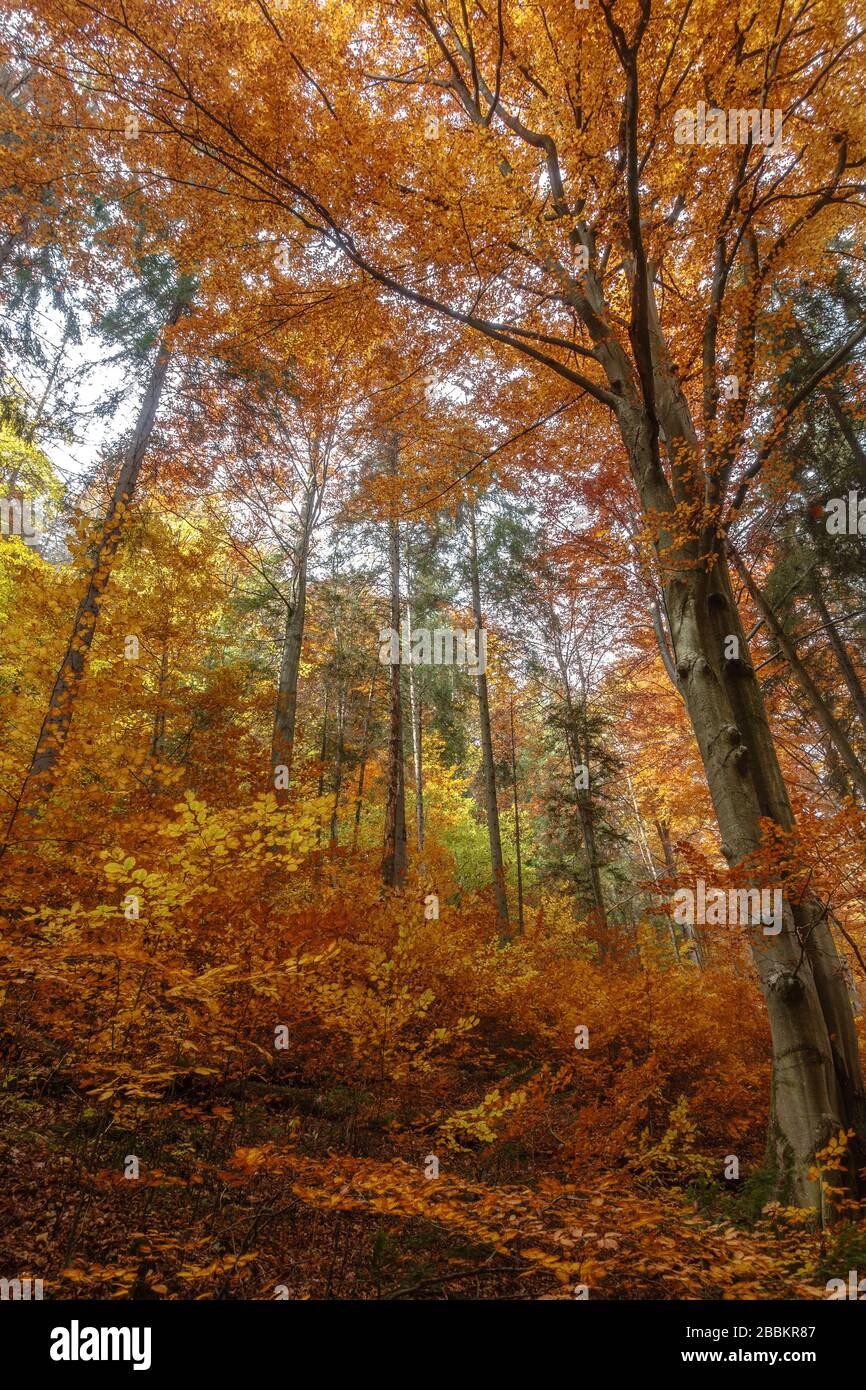 Trees in full autumn colours in Slovak Paradise National Park Stock ...