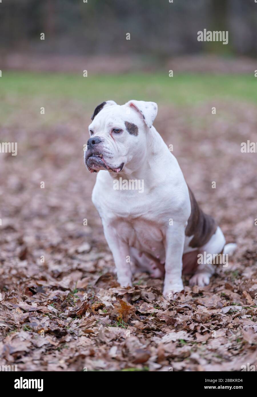 Dog with overbite hi-res stock photography and images - Alamy
