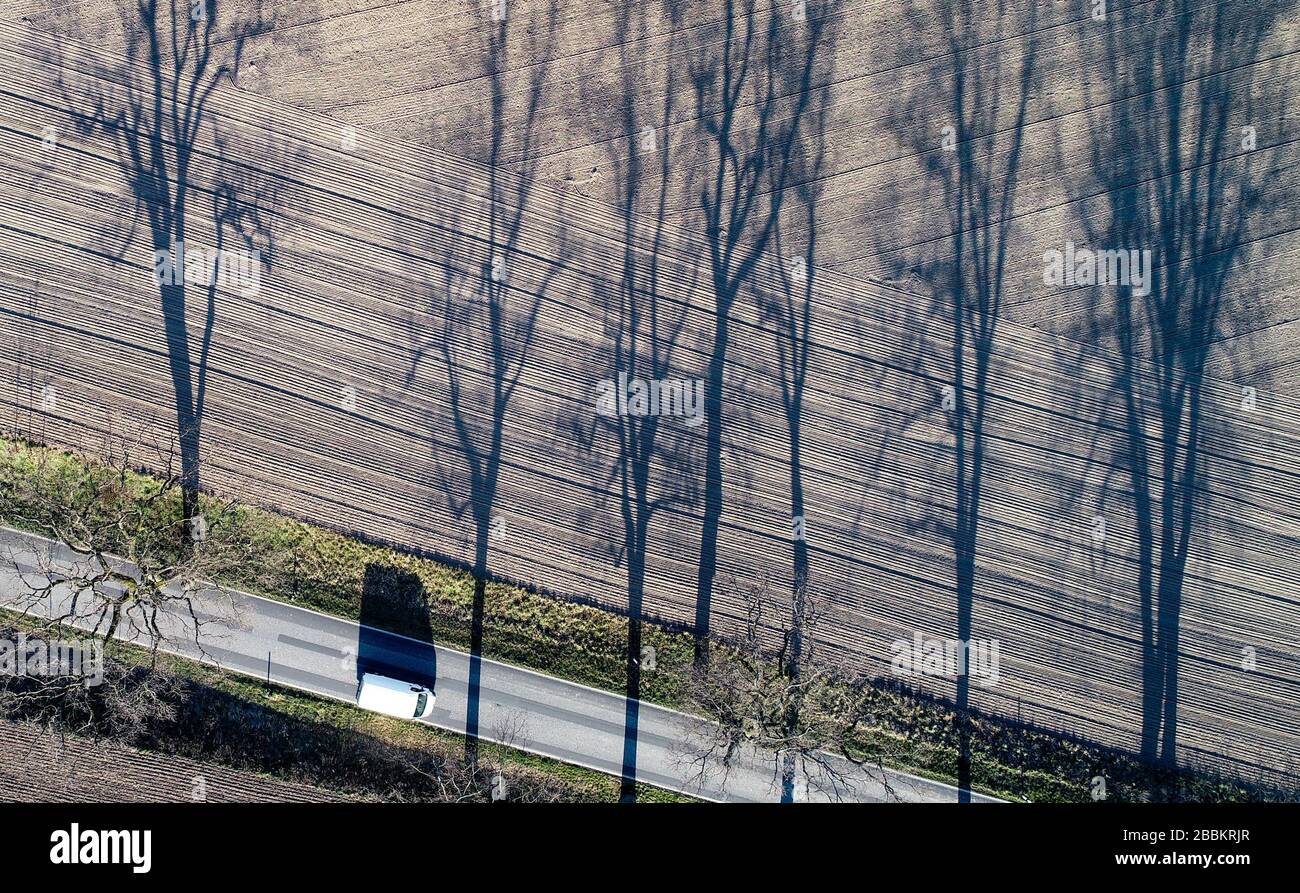 01 April 2020, Brandenburg, Treplin: Avenue trees cast long shadows on ...