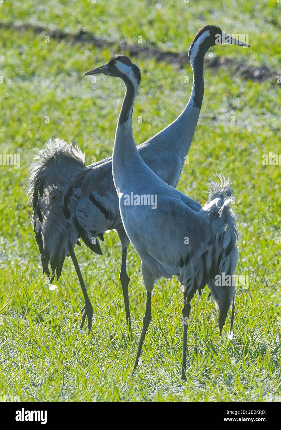 01 April 2020, Brandenburg, Treplin: A pair of cranes (Grus grus), also ...