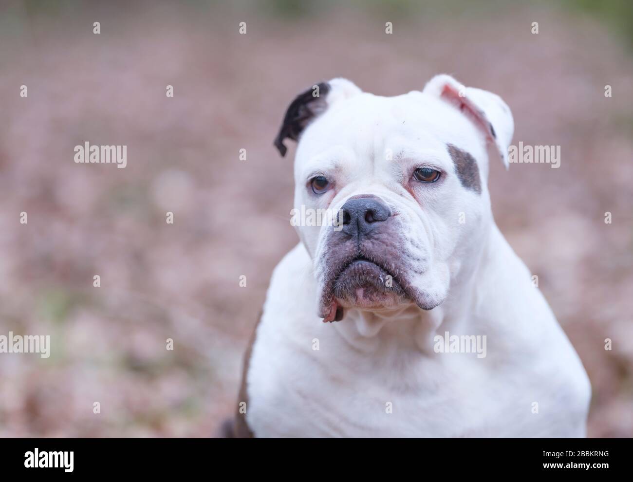 Dog with overbite hi-res stock photography and images - Alamy