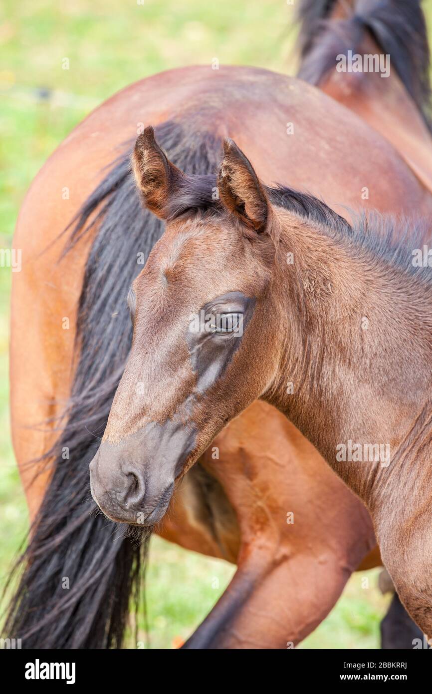 bay foal who is with his mother in the summer in a meadow Stock Photo ...