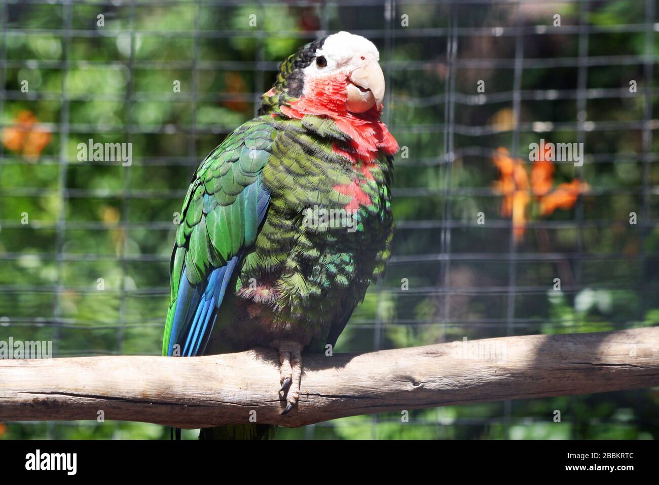 Cuban amazon parrot hi-res stock photography and images - Alamy