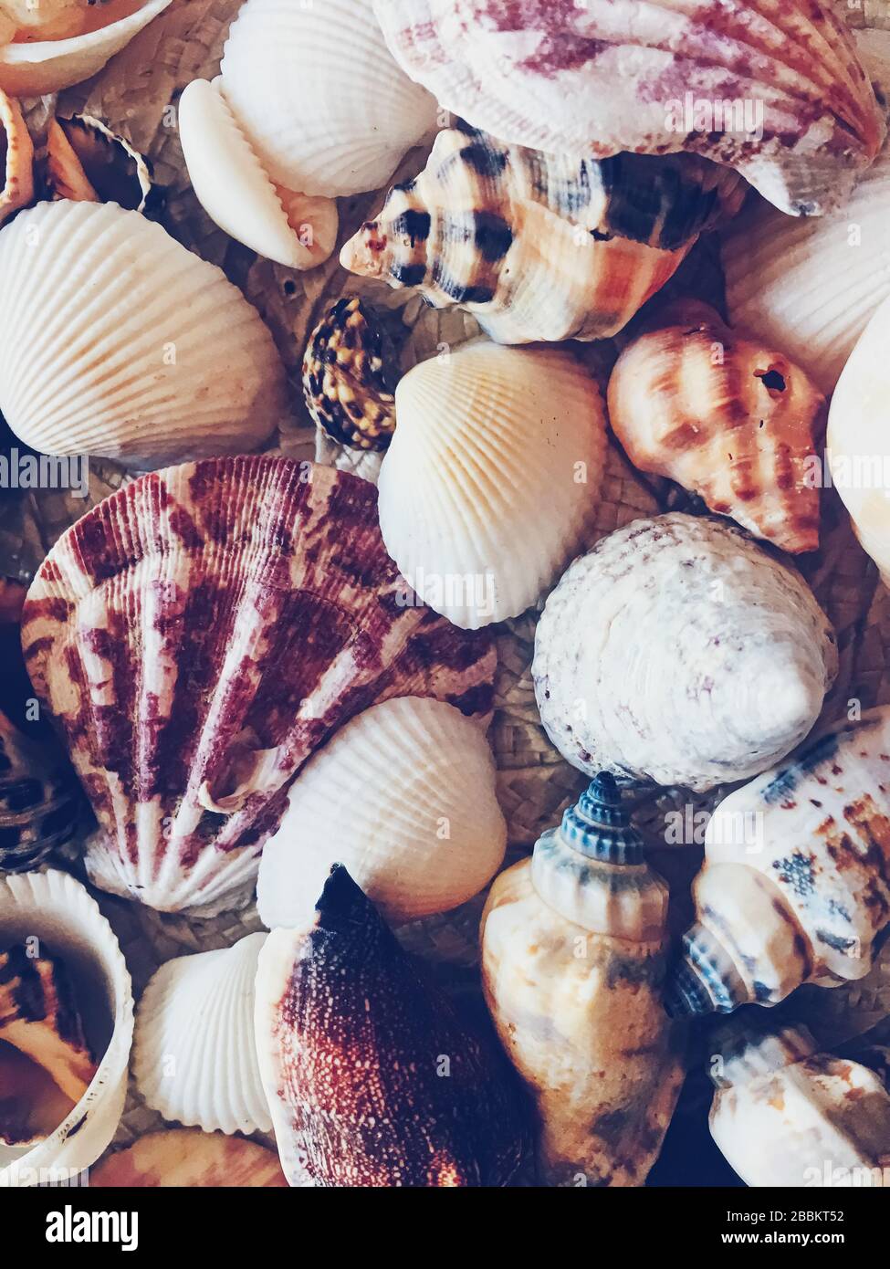 Seashells as summer coastal background, nature and travel concept Stock ...
