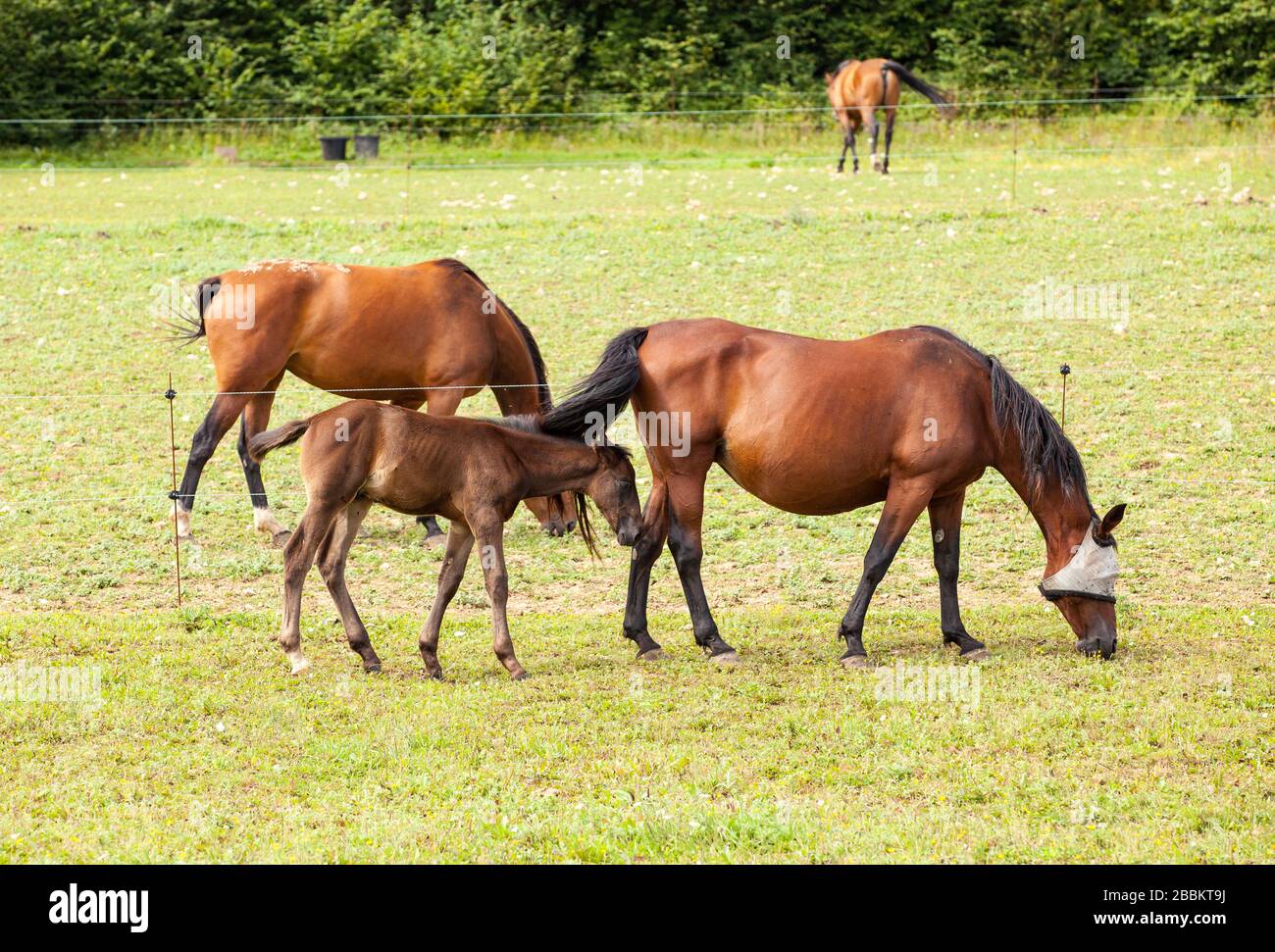 Bay foal hi-res stock photography and images - Alamy
