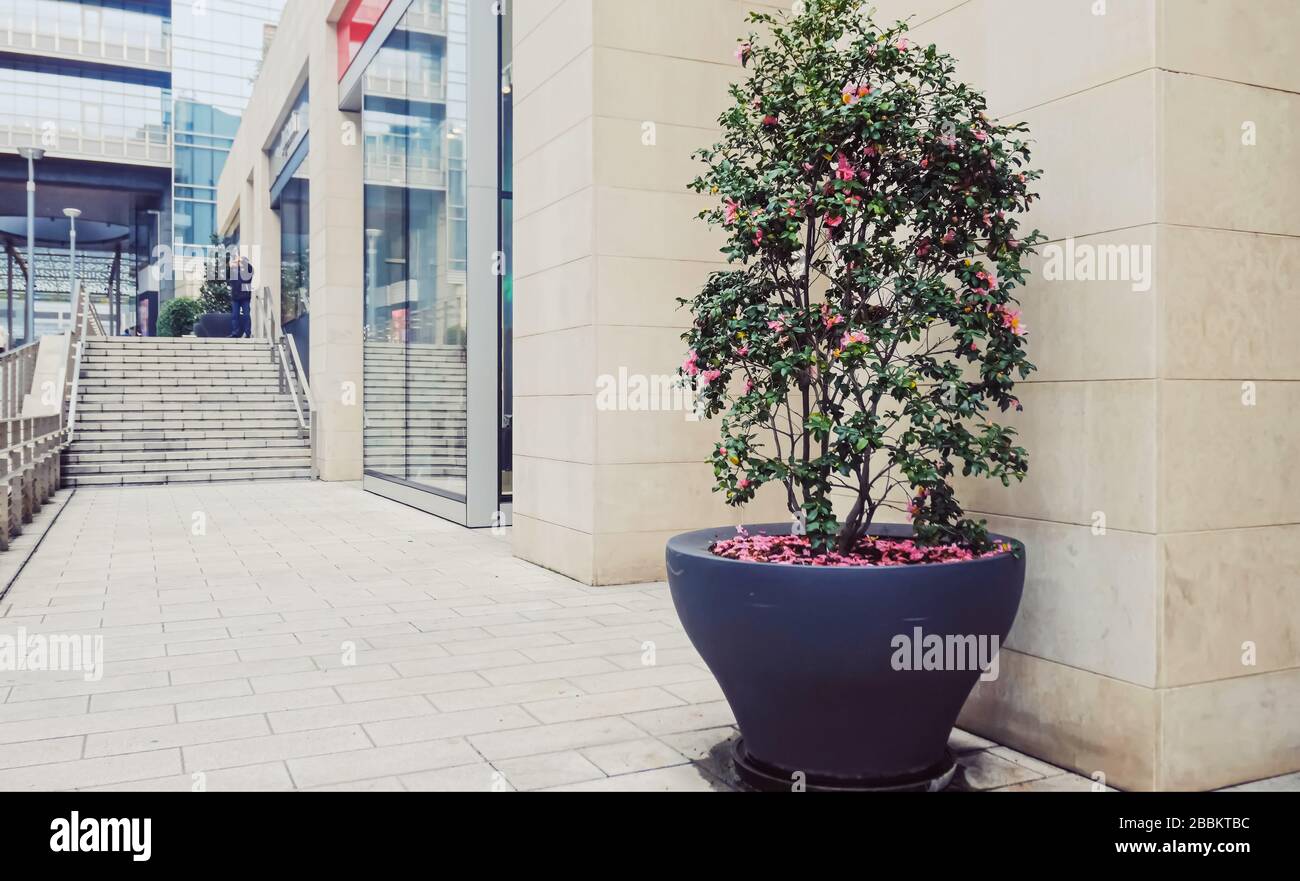 Urban landscape design, green plant and vase outdoors in the city ...
