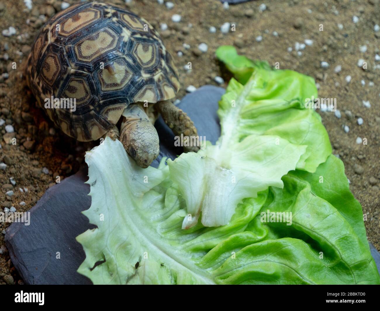 Chowing down hi-res stock photography and images - Alamy
