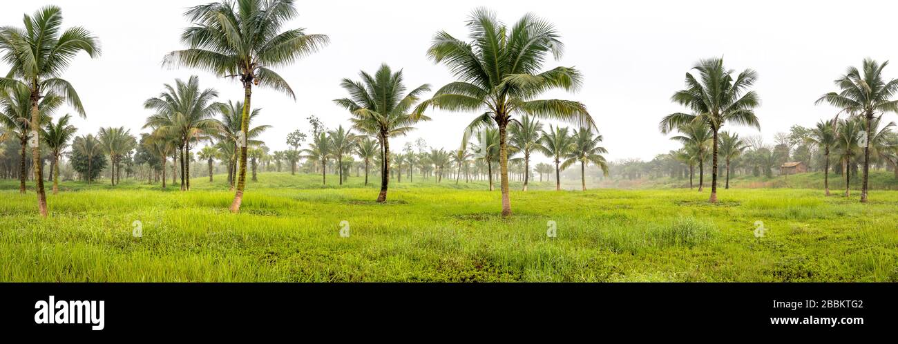 Panoramic photo of coconut forest in ECOPARK urban area in Hung Yen ...
