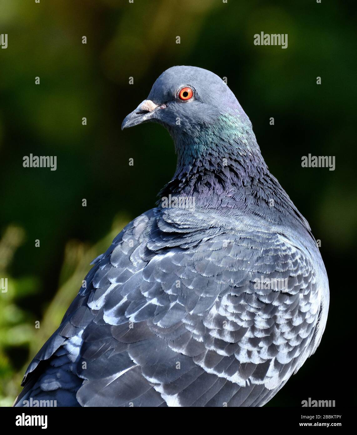 Pigeon house garden hi-res stock photography and images - Alamy