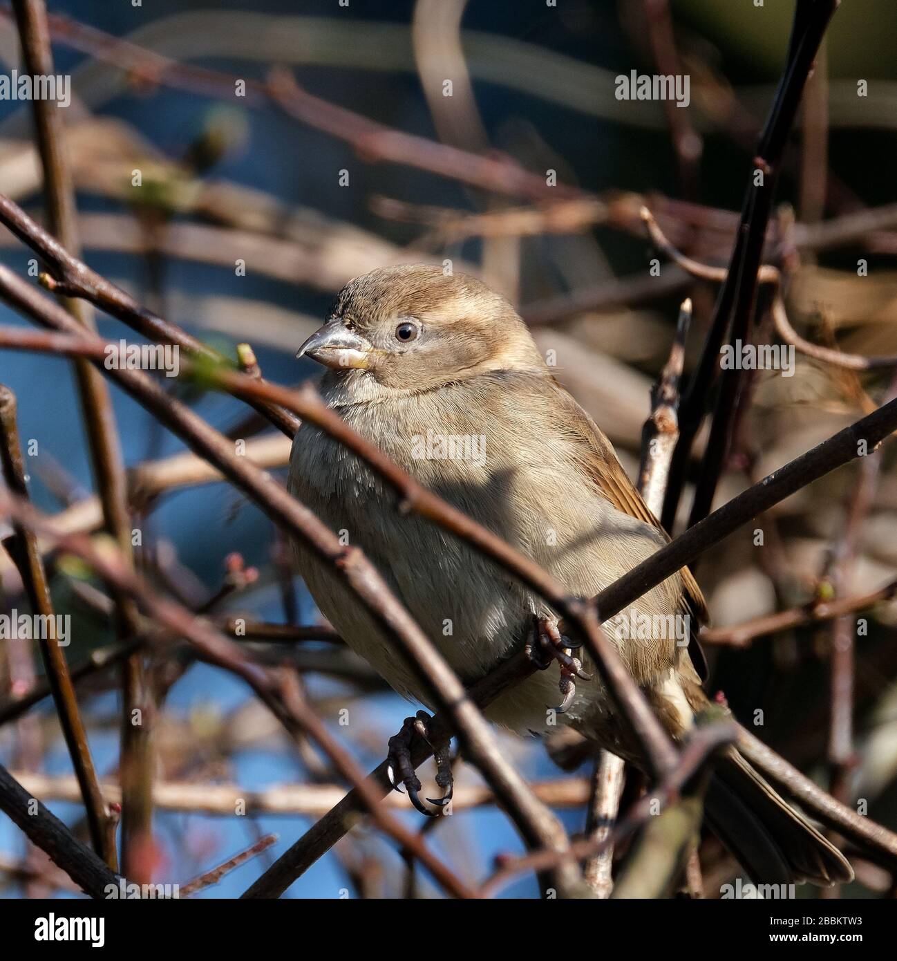 House sparrow in urban garden looking for food in winter sunshine Stock ...