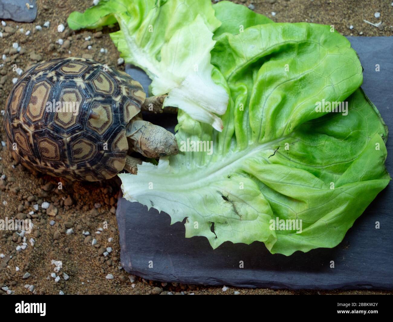 Chowing down hi-res stock photography and images - Alamy