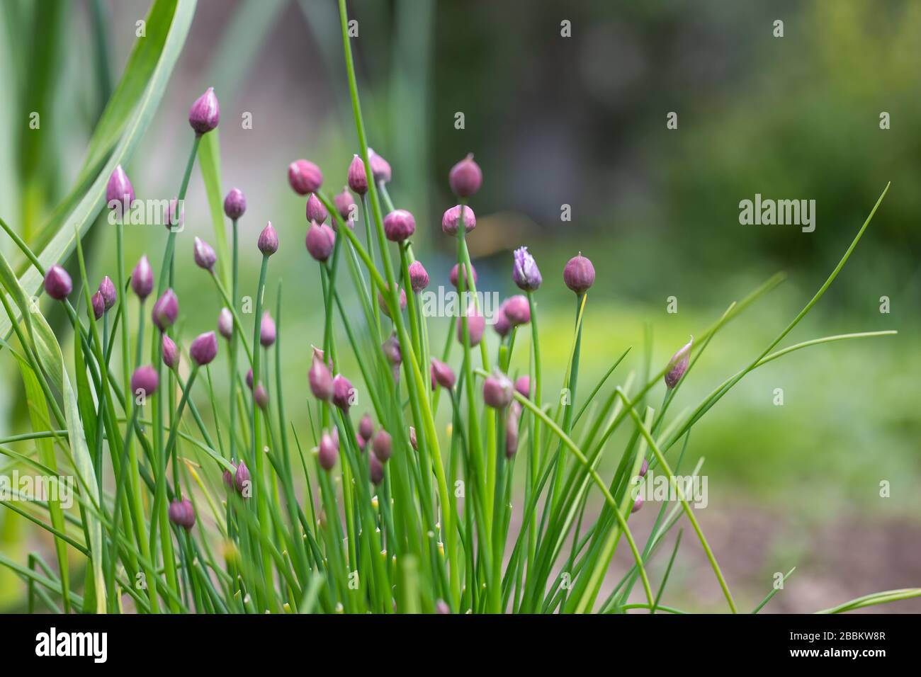 Fresh chive growing in the garden, herb, food concept Stock Photo - Alamy