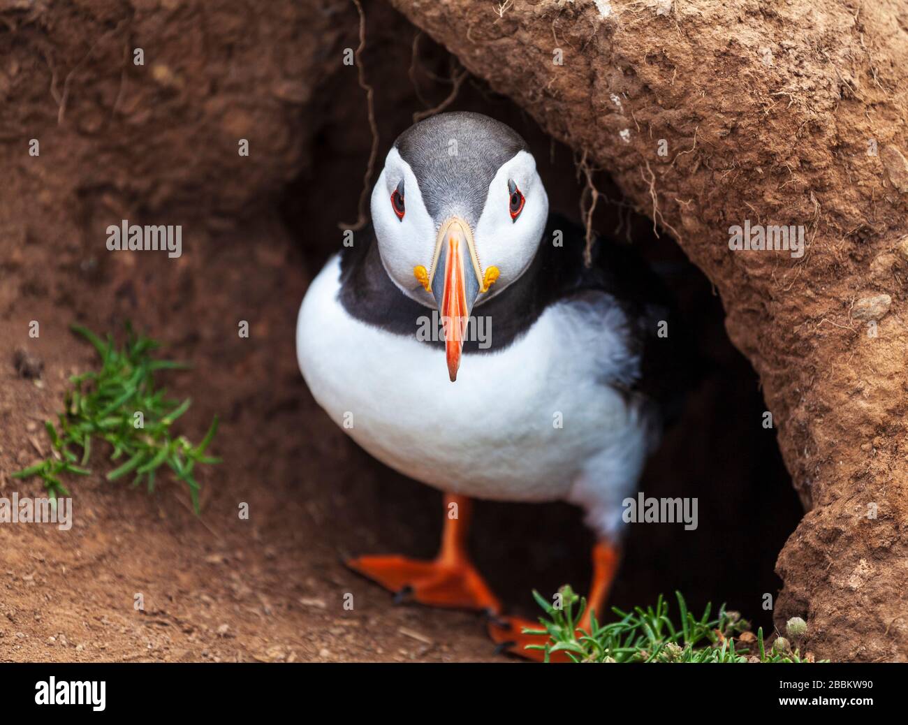 Atlantic Puffin Burrow High Resolution Stock Photography and Images - Alamy