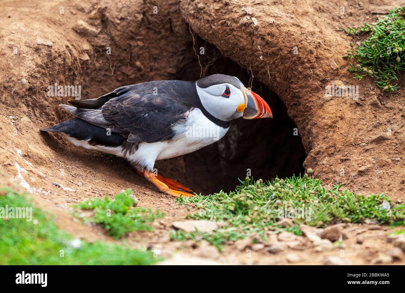 An Atlantic Puffin emerging from its burrow on Skomer Island, South ...