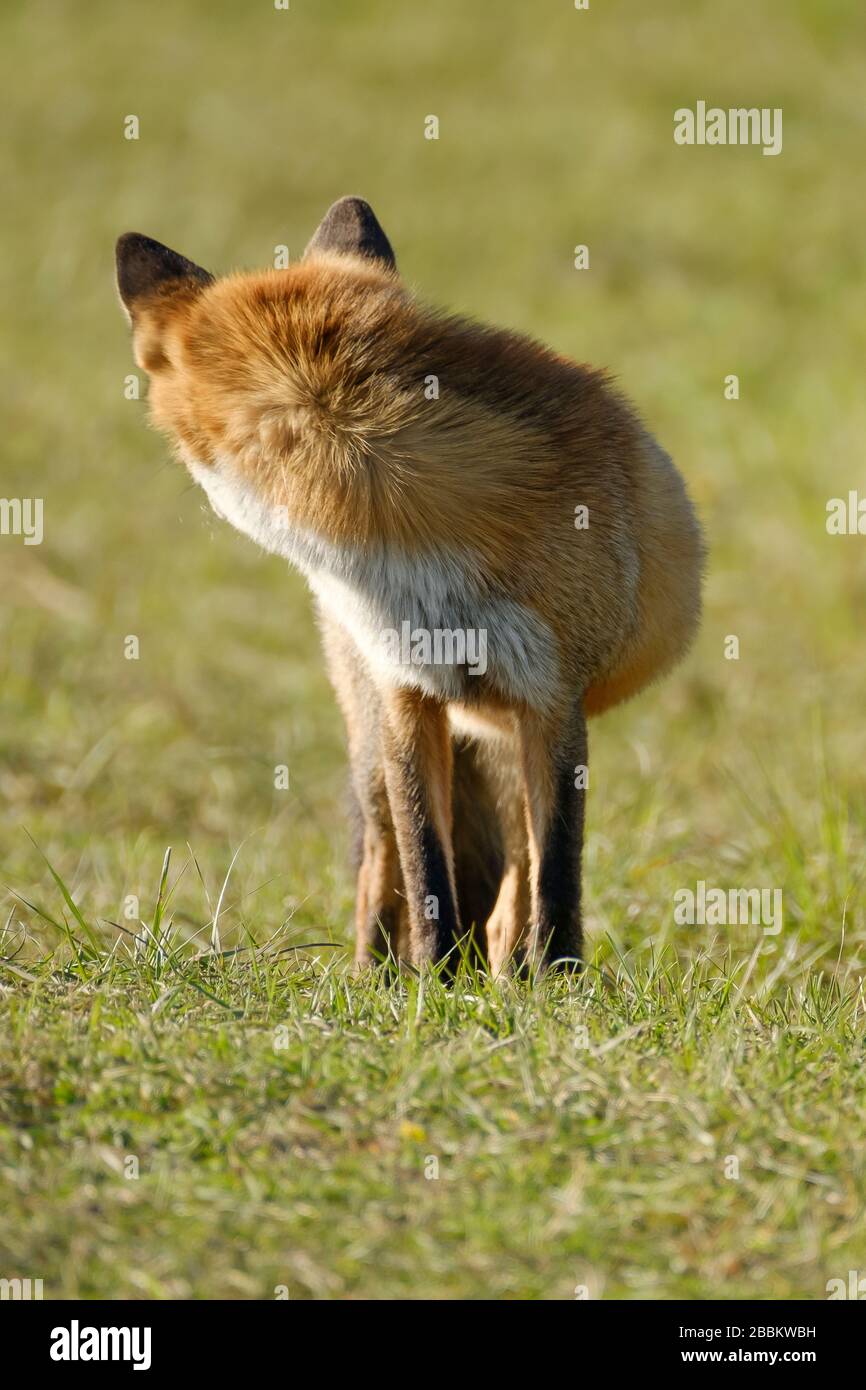 A magnificent wild Red Fox, hunting for food to eat,the fox looks ...