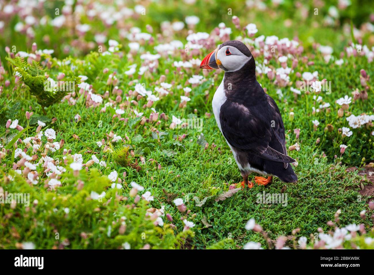 An adult Atlantic Puffin in breeding plumage on Skomer Island, South ...