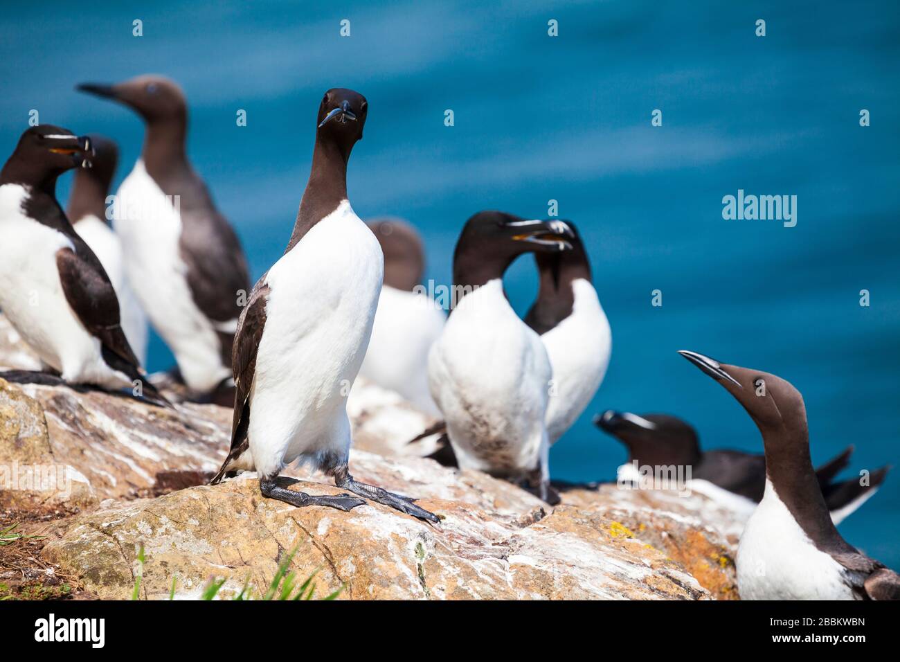 Guillemots and Razorbills on Skomer Island, Wales Stock Photo - Alamy