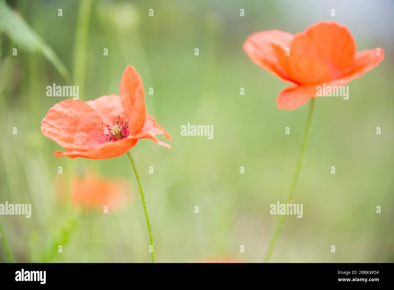 Poppies with insects hi-res stock photography and images - Alamy