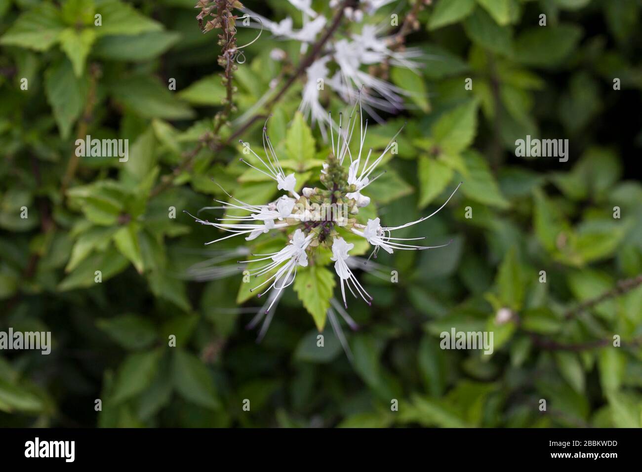 Medicinal plant of Thailand Stock Photo - Alamy