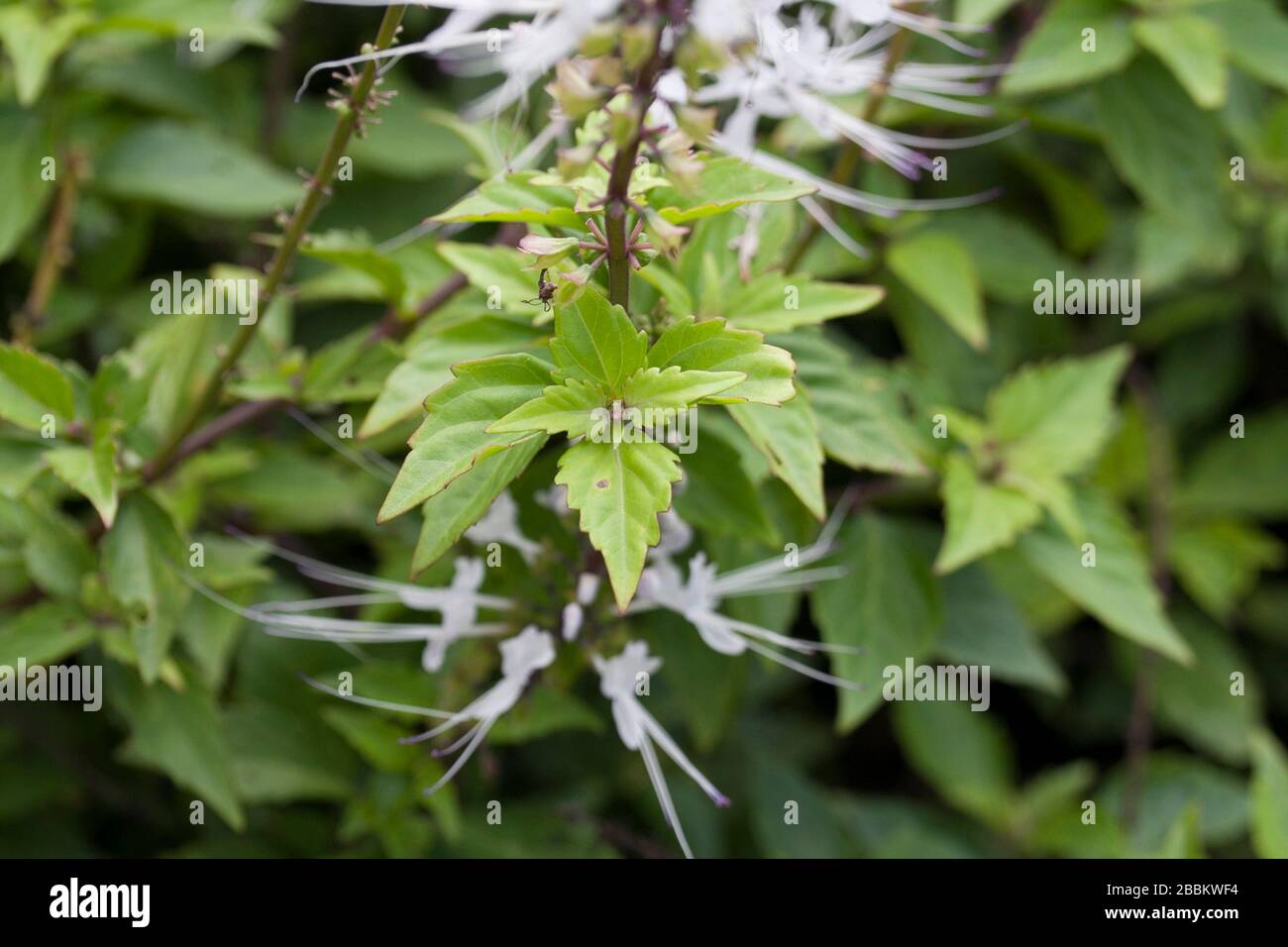 Medicinal plant of Thailand Stock Photo - Alamy