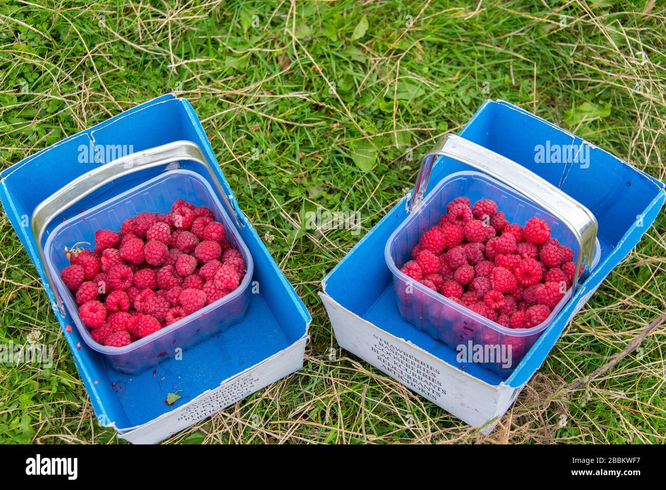 Children raspberry picking in Norfolk, England Stock Photo - Alamy
