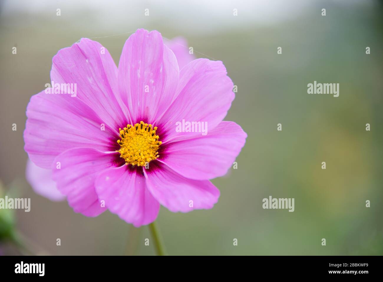 Up Close Photo Of Pink Cosmos High Resolution Stock Photography and ...