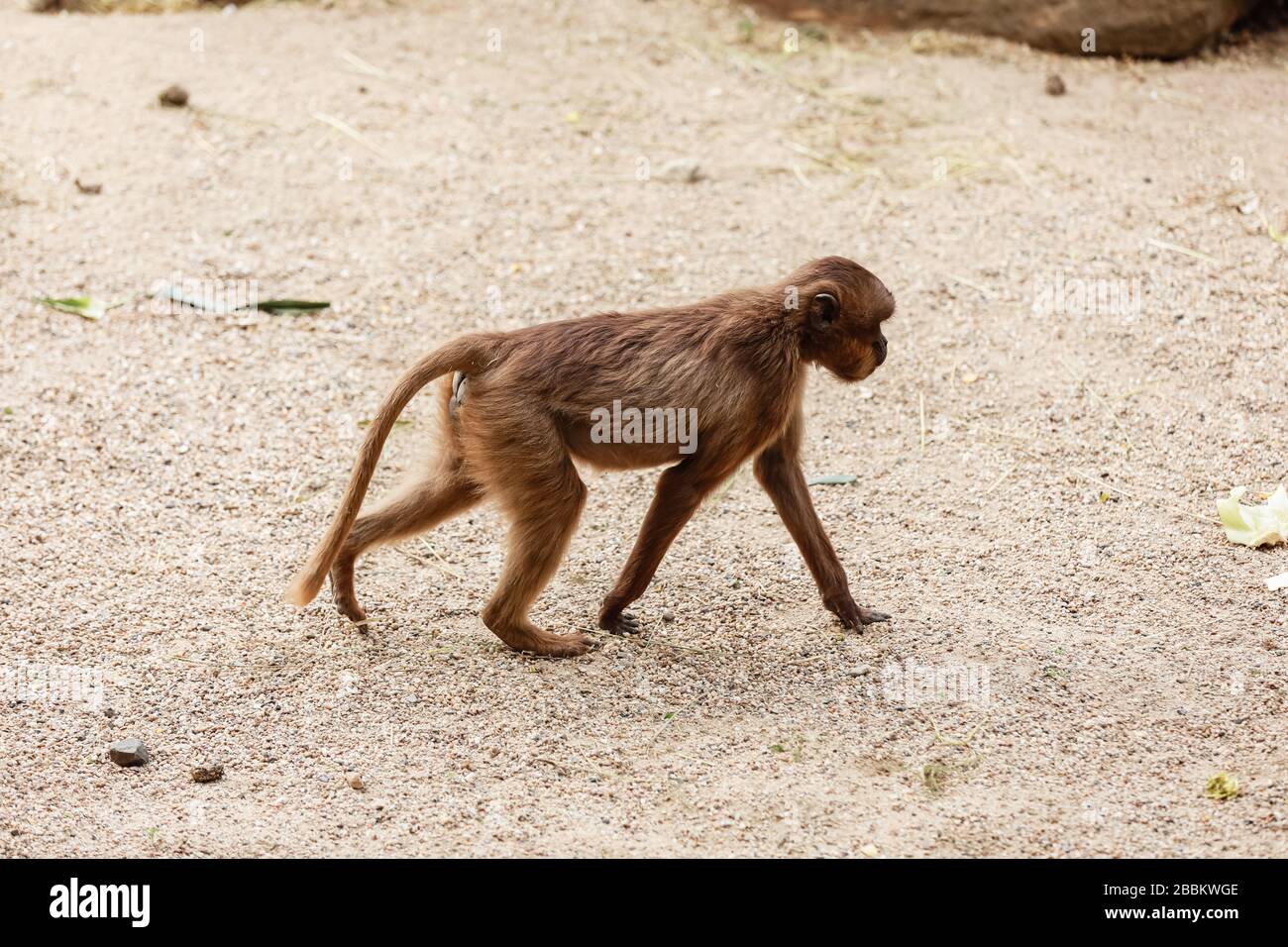 Very Small Monkey Wallpapers