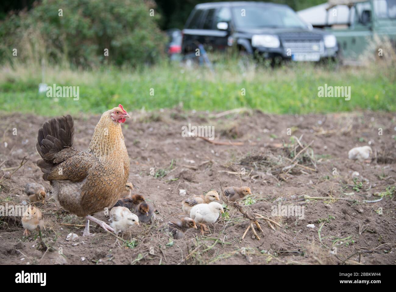 Hen do holiday hi-res stock photography and images - Alamy
