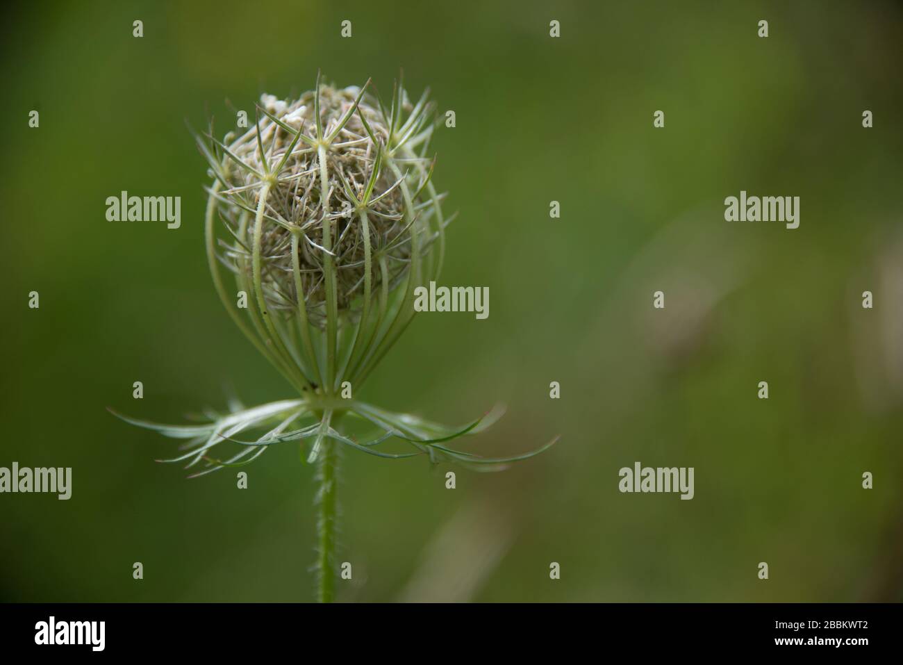 English country garden, wild carrot flower. Norfolk UK Stock Photo - Alamy