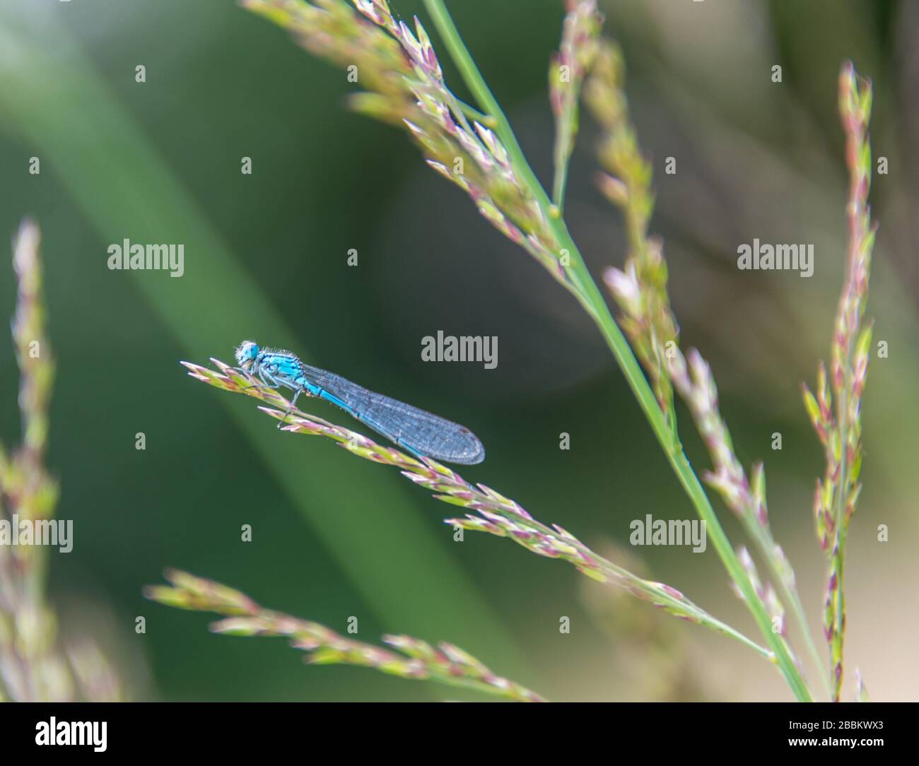 Dragonfly conservation hi-res stock photography and images - Alamy