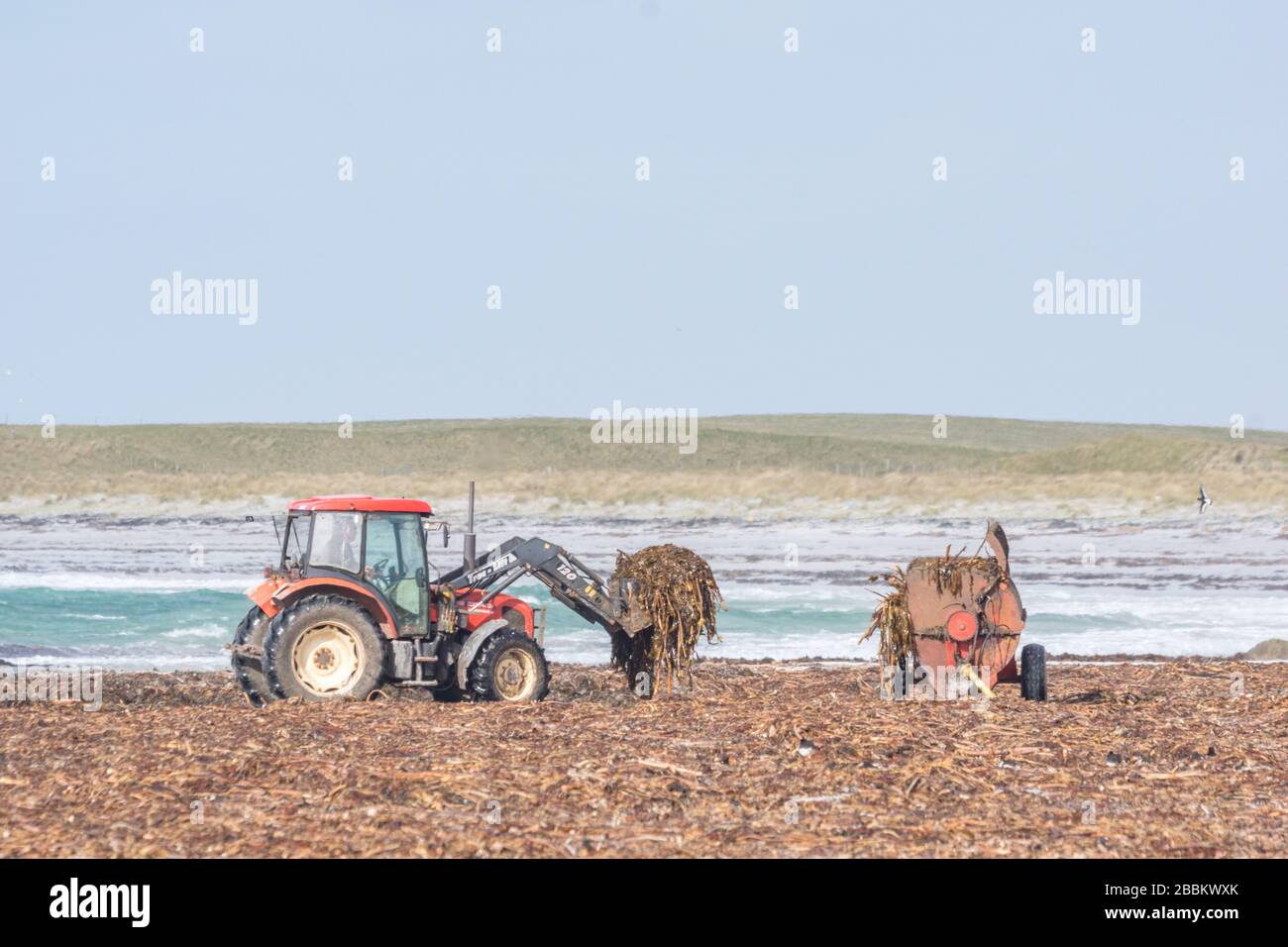 A crofter using a tractor to collect seaweed from a beach to use as ...