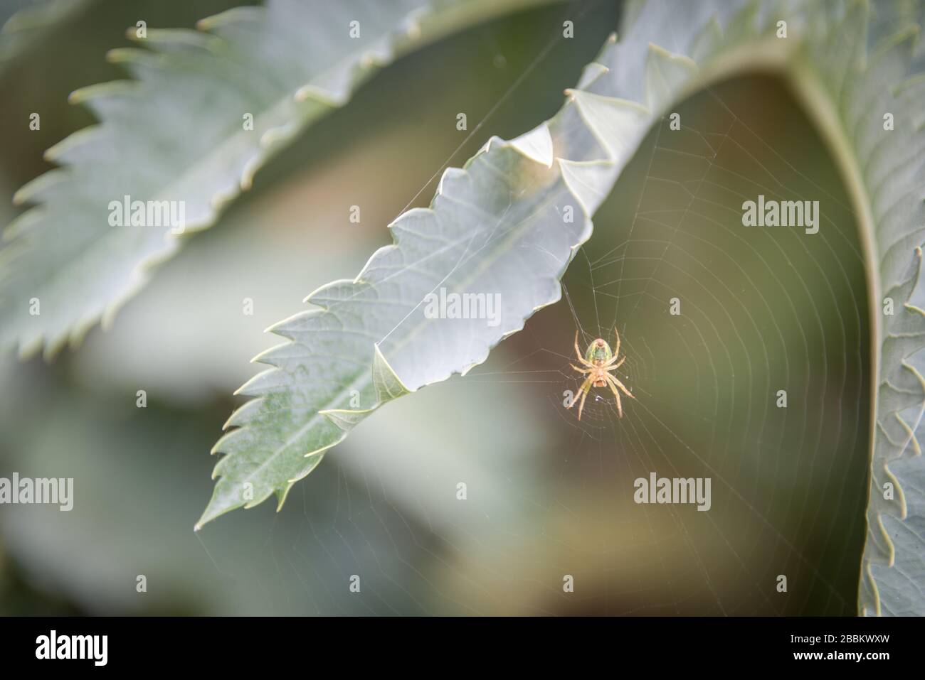 English country garden spider, Norflok UK Stock Photo - Alamy