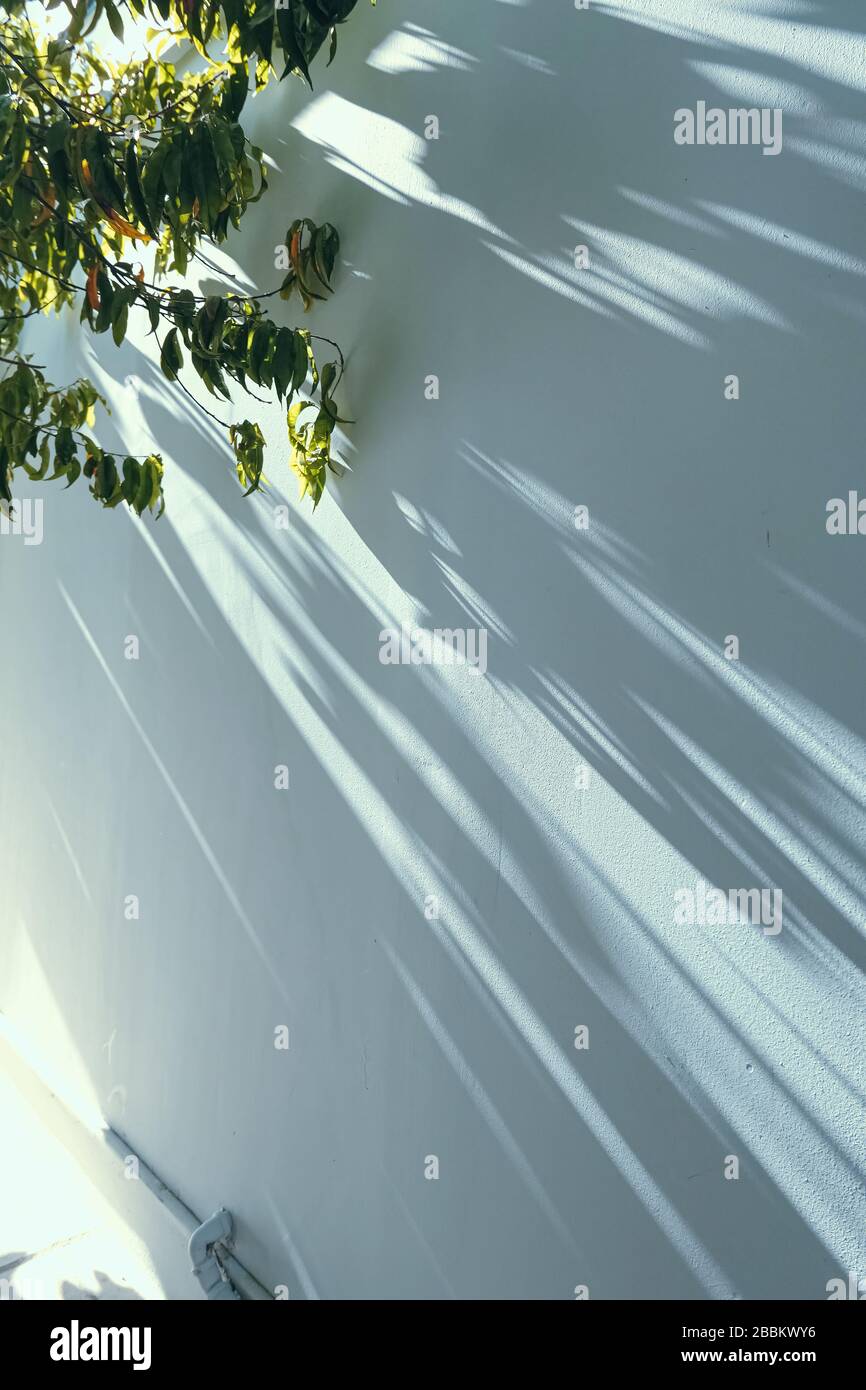 Shadows on the wall, sunshine and sun rays on summer day at sunset ...